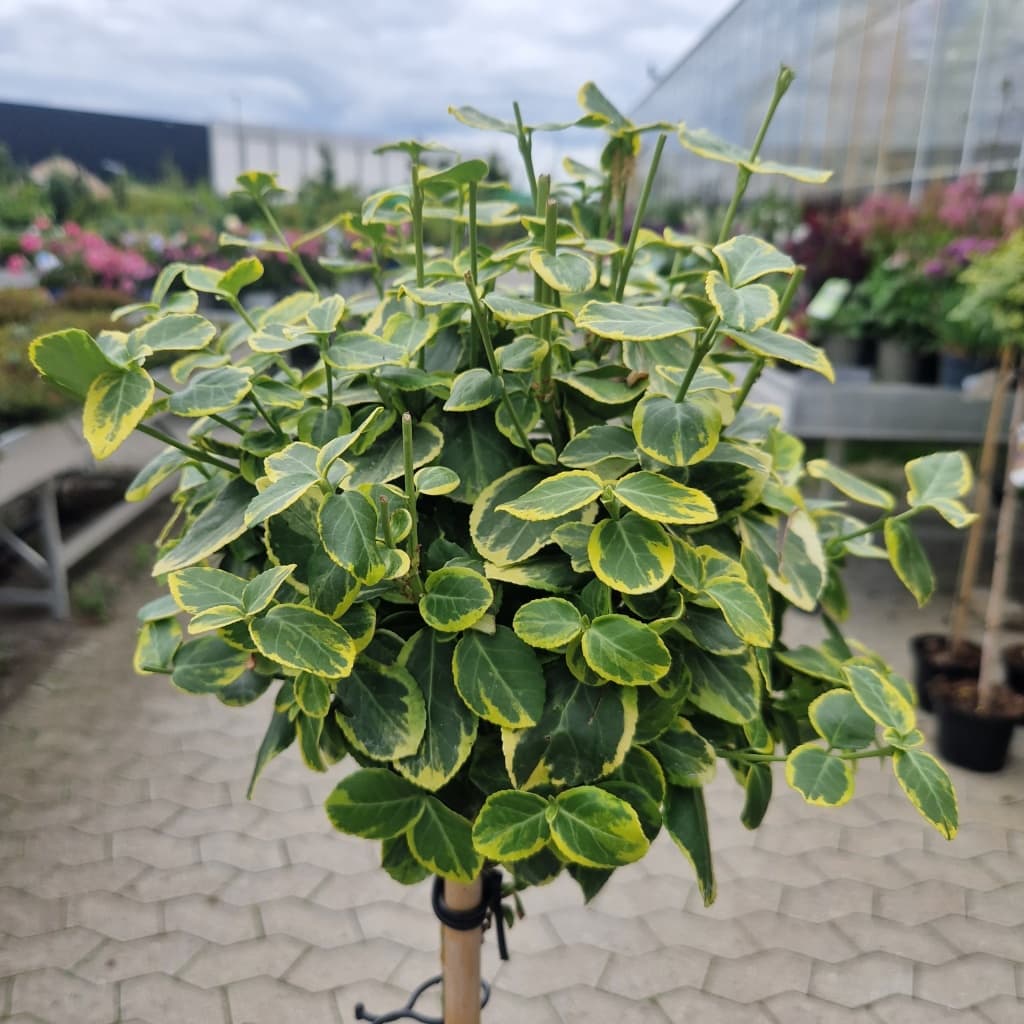 Benved 'Emerald Gold' - Euonymus f. 'Emerald Gold' - På stamme ...