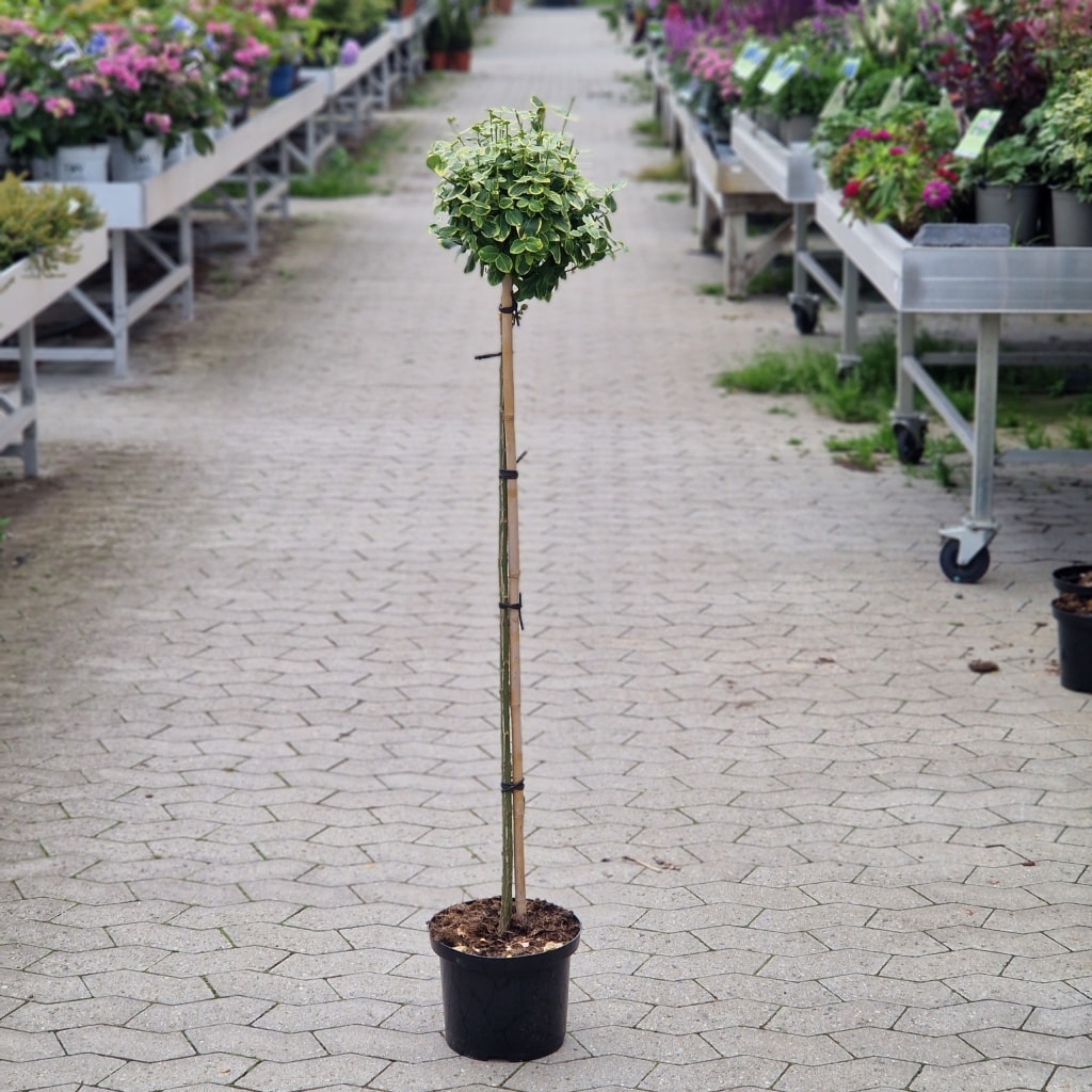 Benved 'Emerald Gold' - Euonymus f. 'Emerald Gold' - På stamme ...