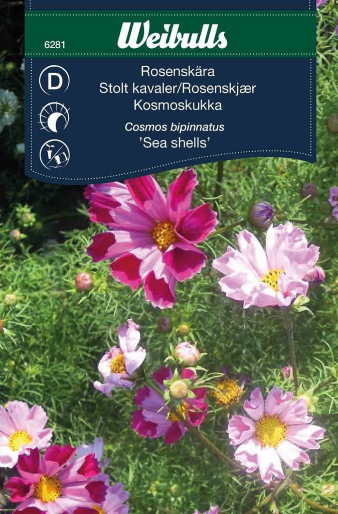 Stolte kavalerer frø, 'Sea shells' - Anchers Havecenter